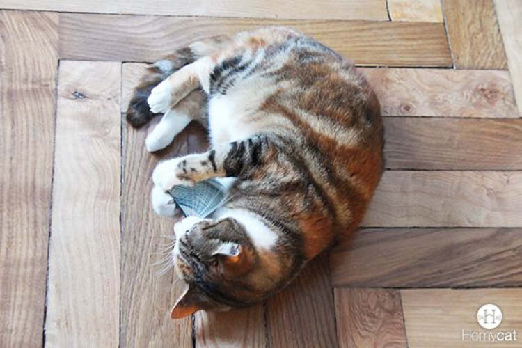 DÉCOUVREZ 6 RACES DE CHAT LES PLUS JOUEUSES - Homycat