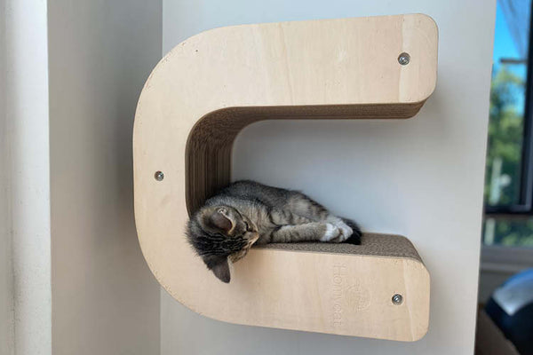 TOUT SAVOIR SUR LE RONRONNEMENT DE VOTRE CHAT - Homycat